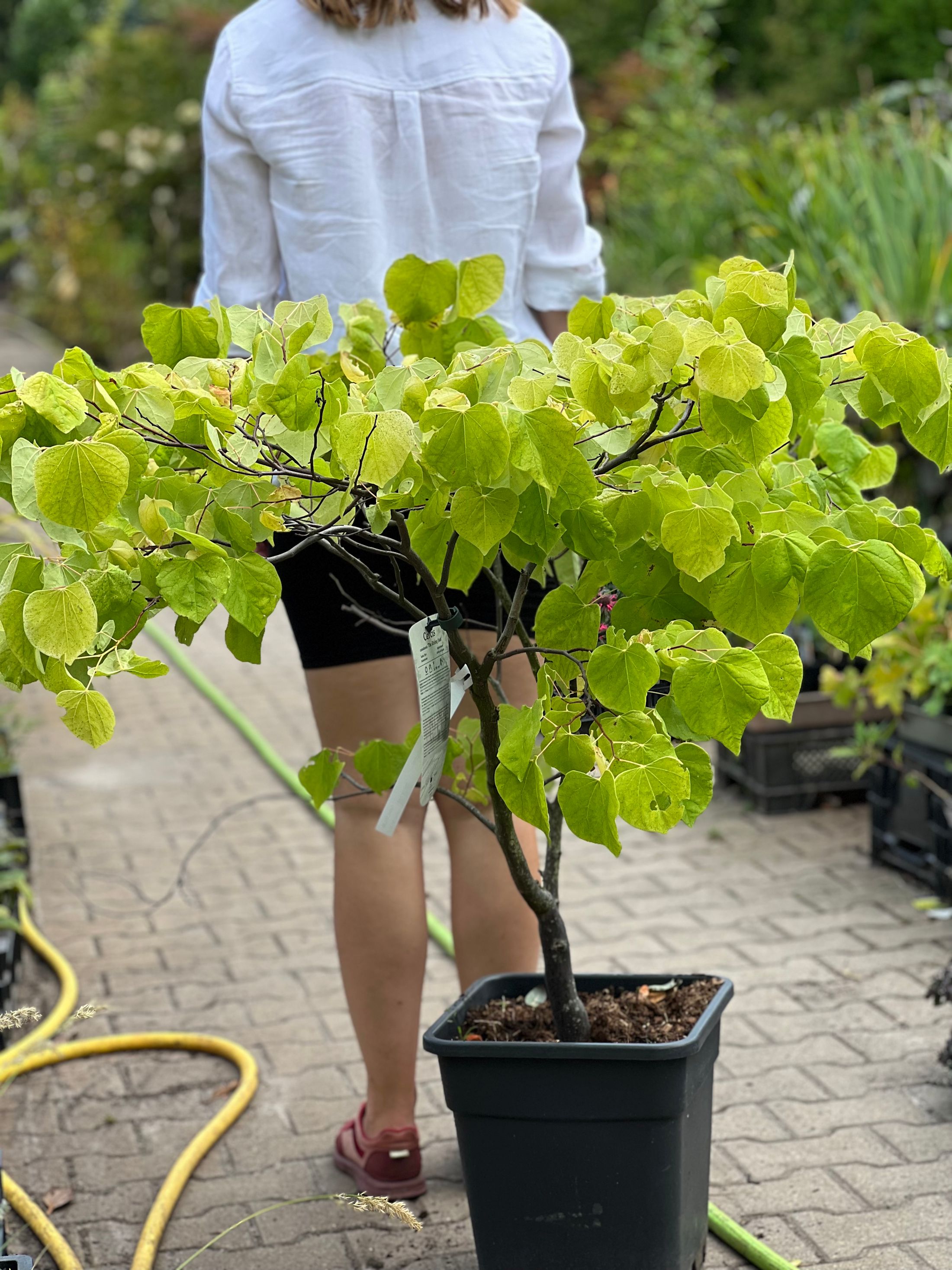 Judaszowiec kanadyjski 'The Rising Sun' 100-125 (Cercis canadensis ...