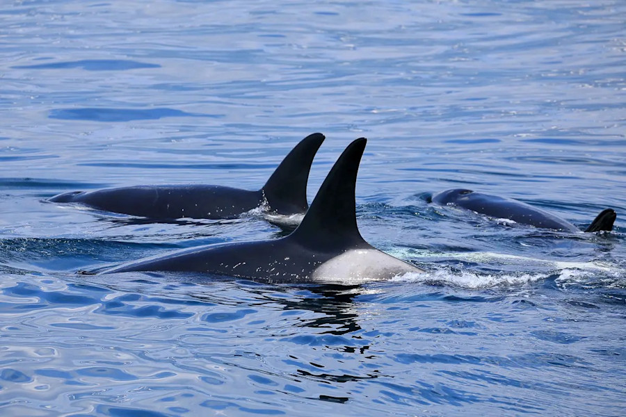 Hokkaido Wildlife Guide - Adventure Hokkaido