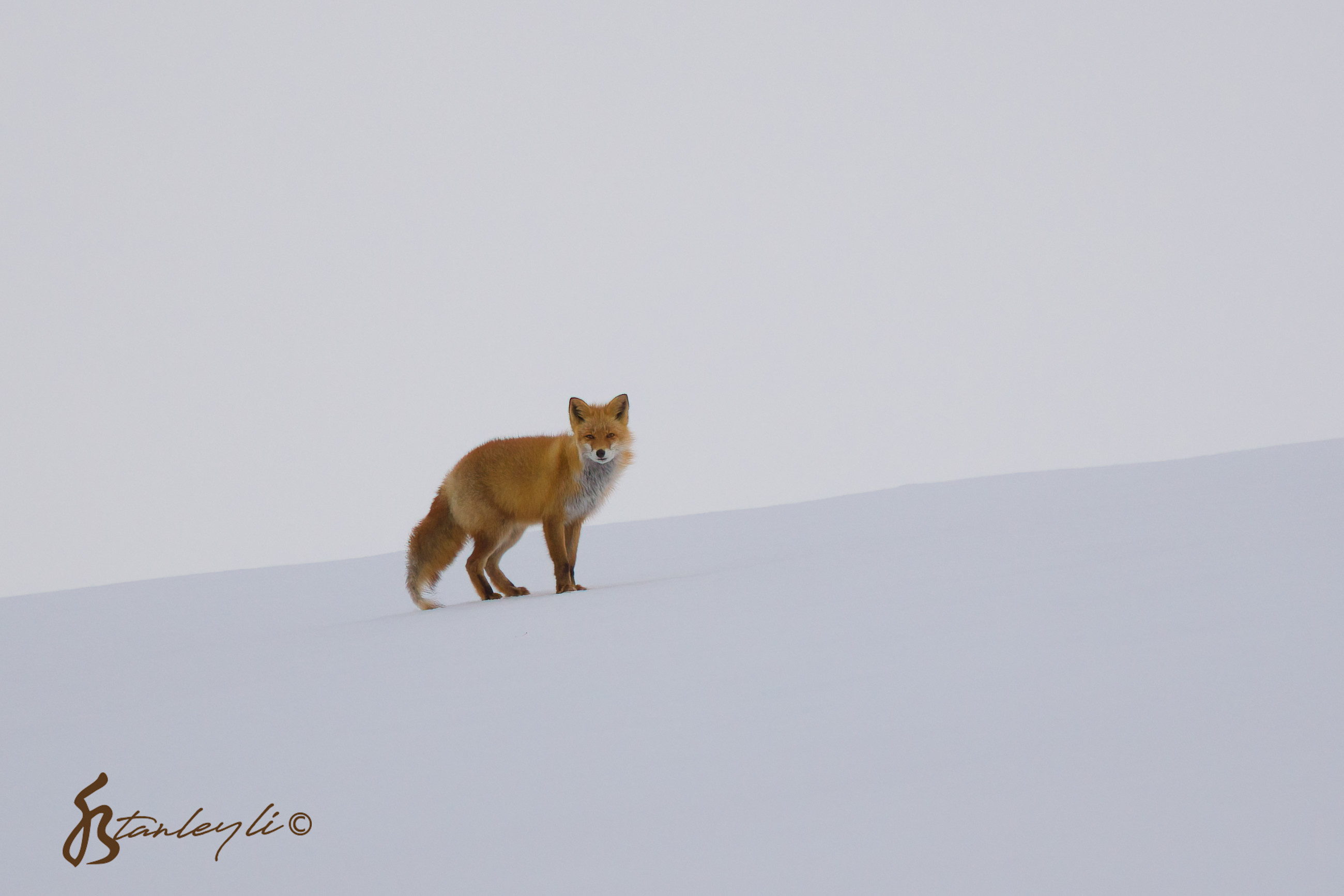 Custom Winter Photography Tour in Japan's Far East - Adventure Hokkaido