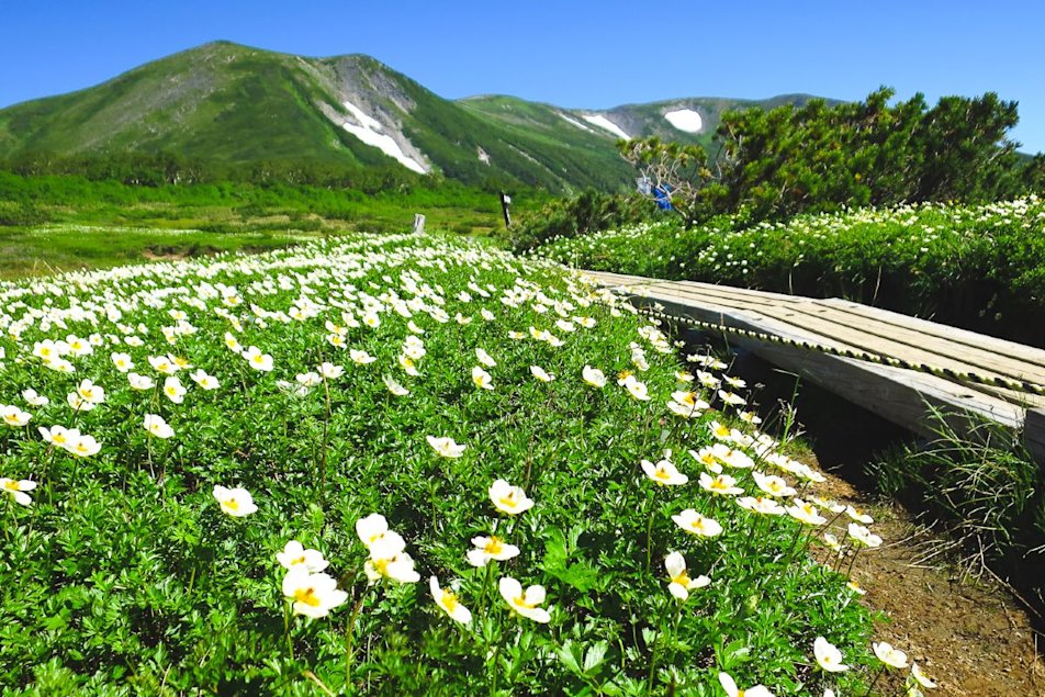 Bloomin’ Lovely! Hokkaido’s Trees and Flowers - Adventure Hokkaido