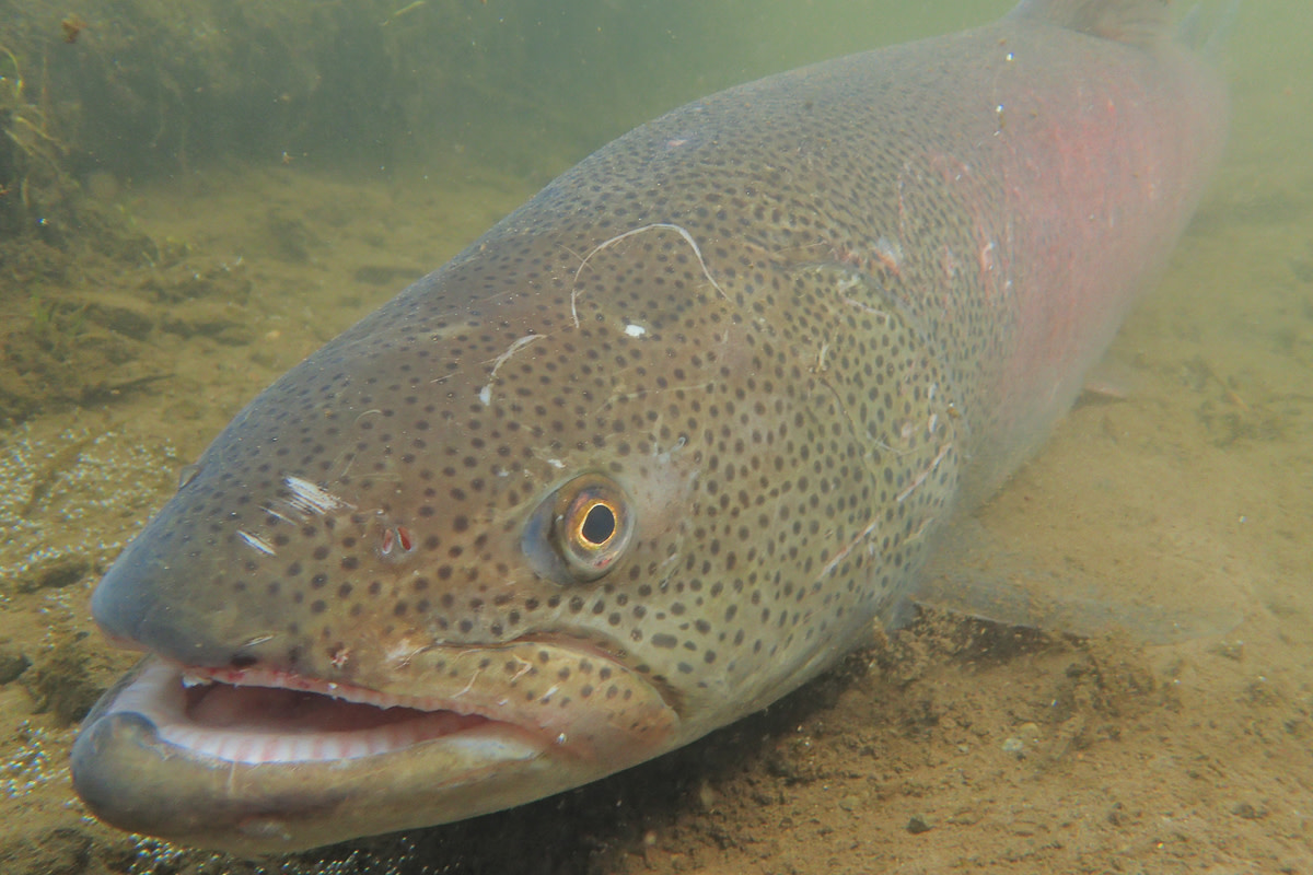 Hokkaido Wildlife Guide - Adventure Hokkaido