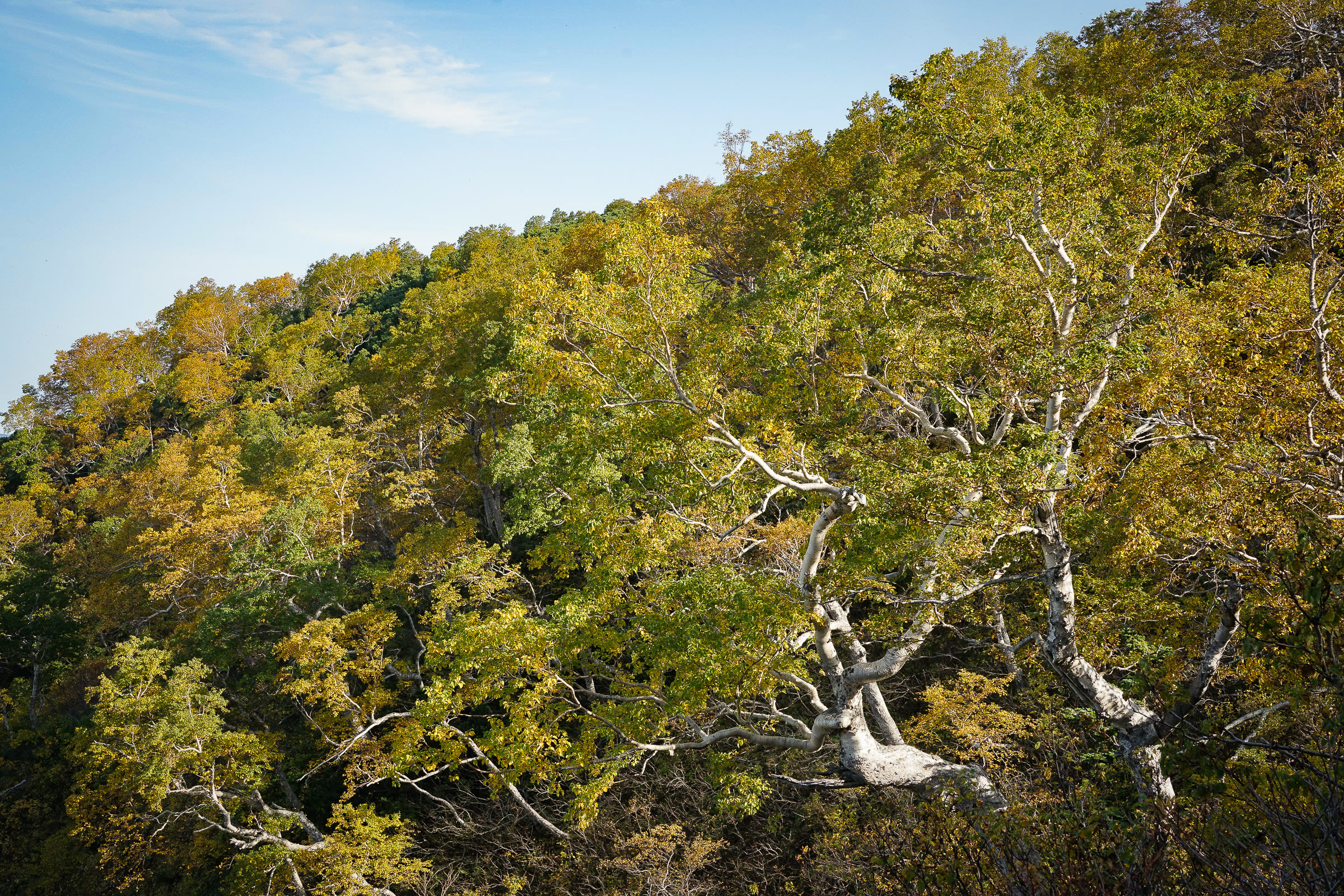 Bloomin’ Lovely! Hokkaido’s Trees and Flowers - Adventure Hokkaido