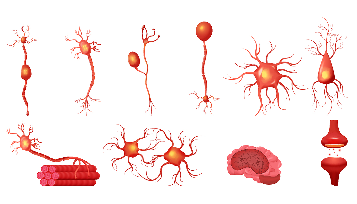 To Block or Not To Block: Safe and Effective Use of Neuromuscular ...