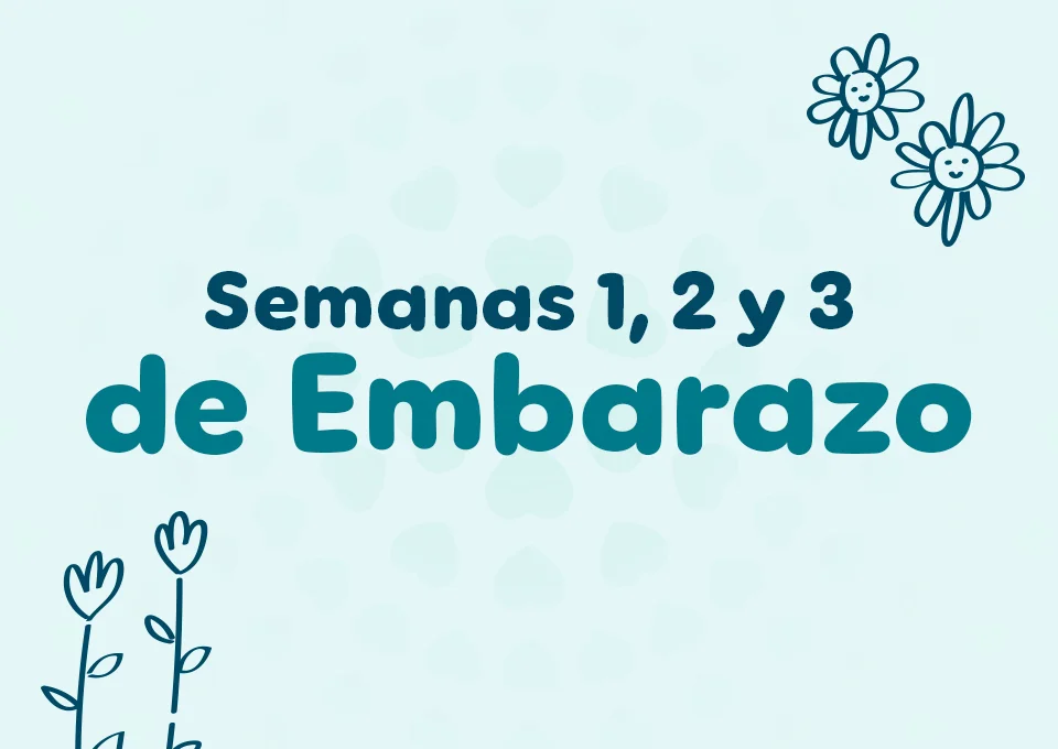2 Semanas De Embarazo Semanas De Embarazo. Guía SEMANA A SEMANA De La