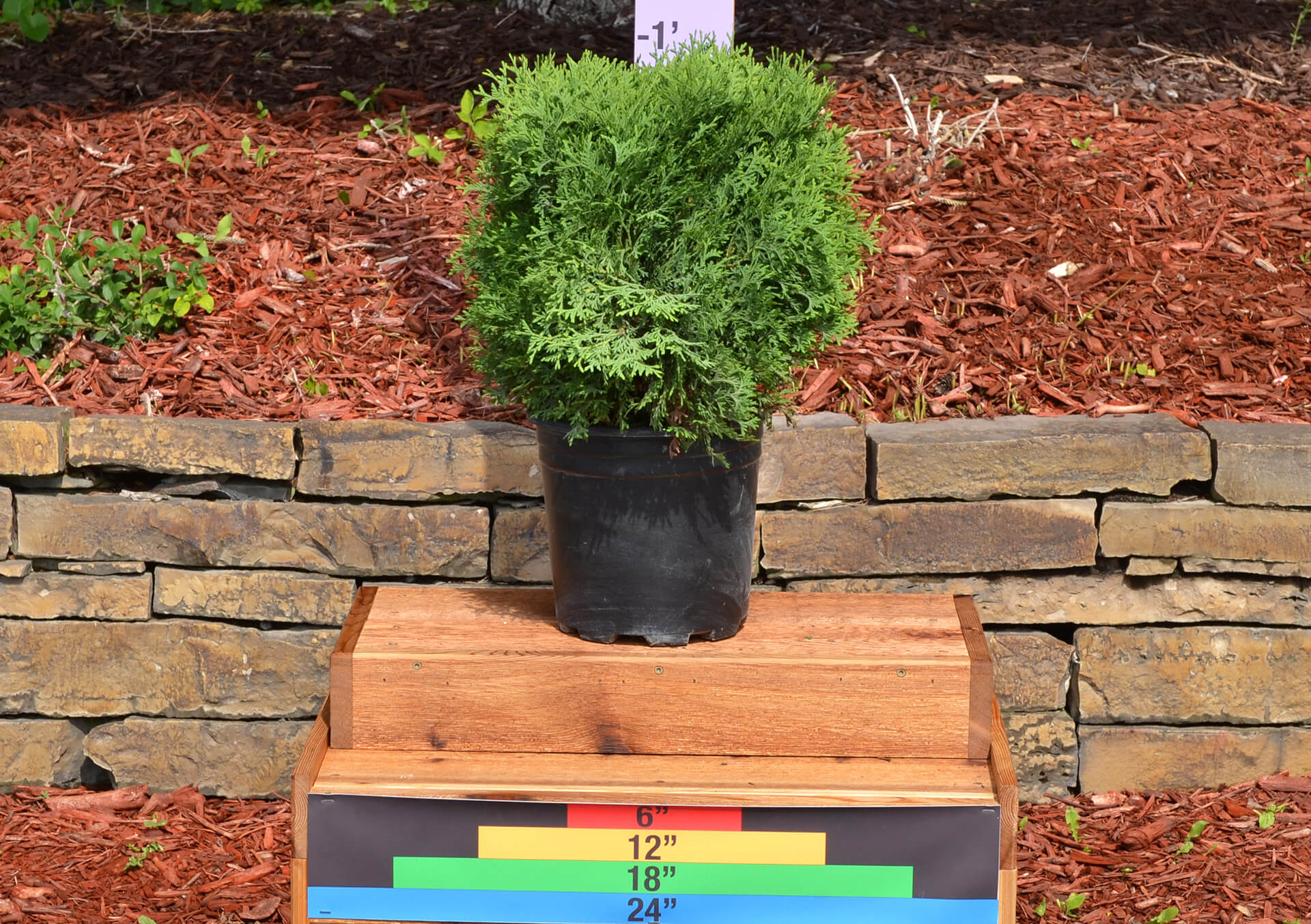 Shop Spruce, Pine and More Evergreens for Delivery | Bachman's