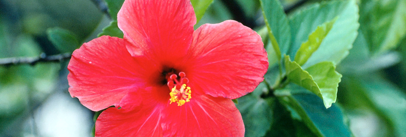 Bachman's Garden & Plant Care Information | Garden Experts