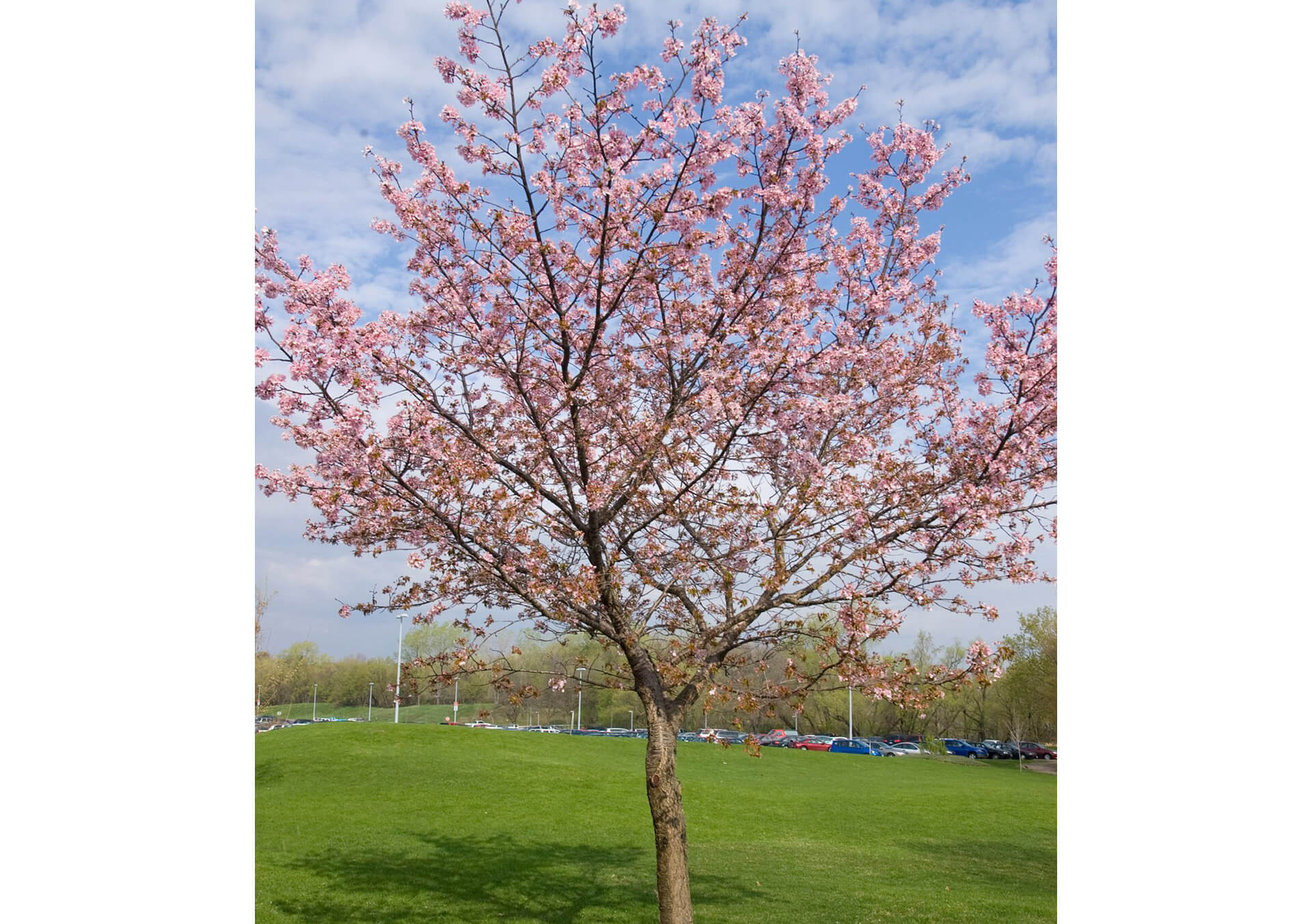 Yard Trees for Sale in Minnesota at Bachman's