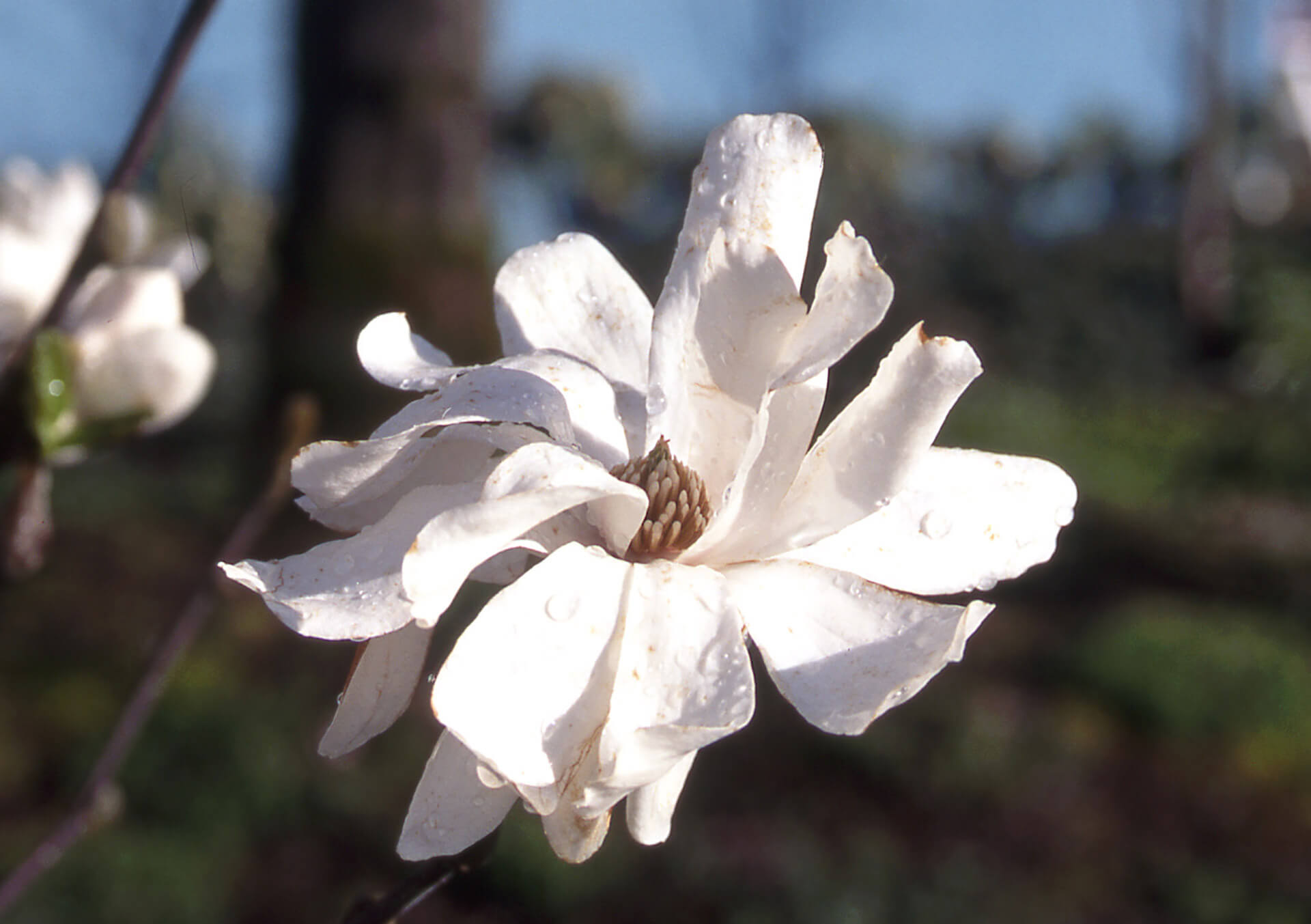 Yard Trees for Sale in Minnesota at Bachman's