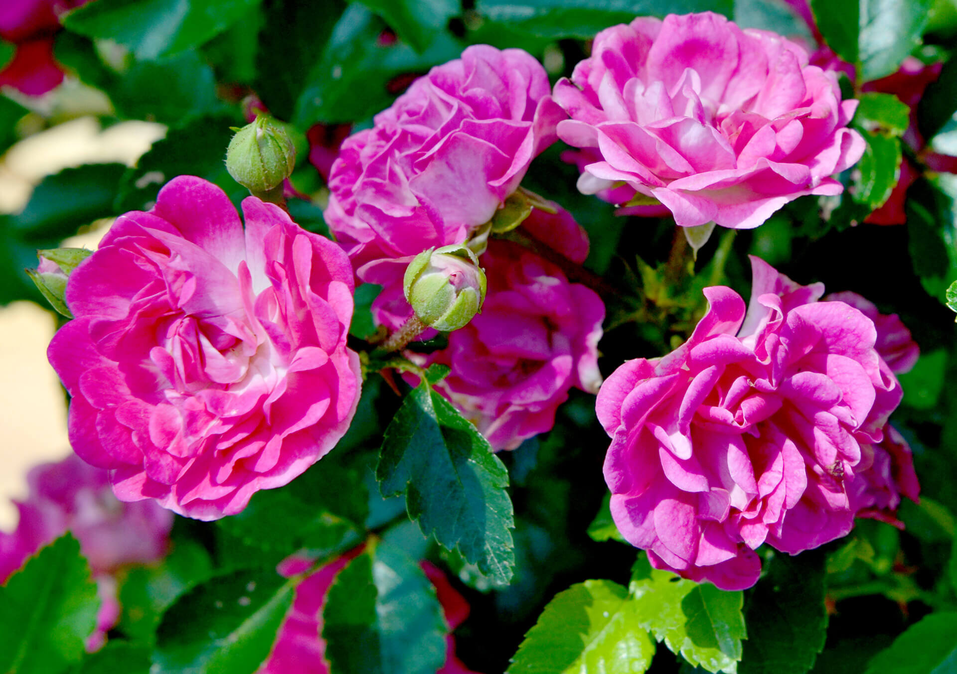 Garden Roses for Sale and Delivery in Minnesota from Bachman's