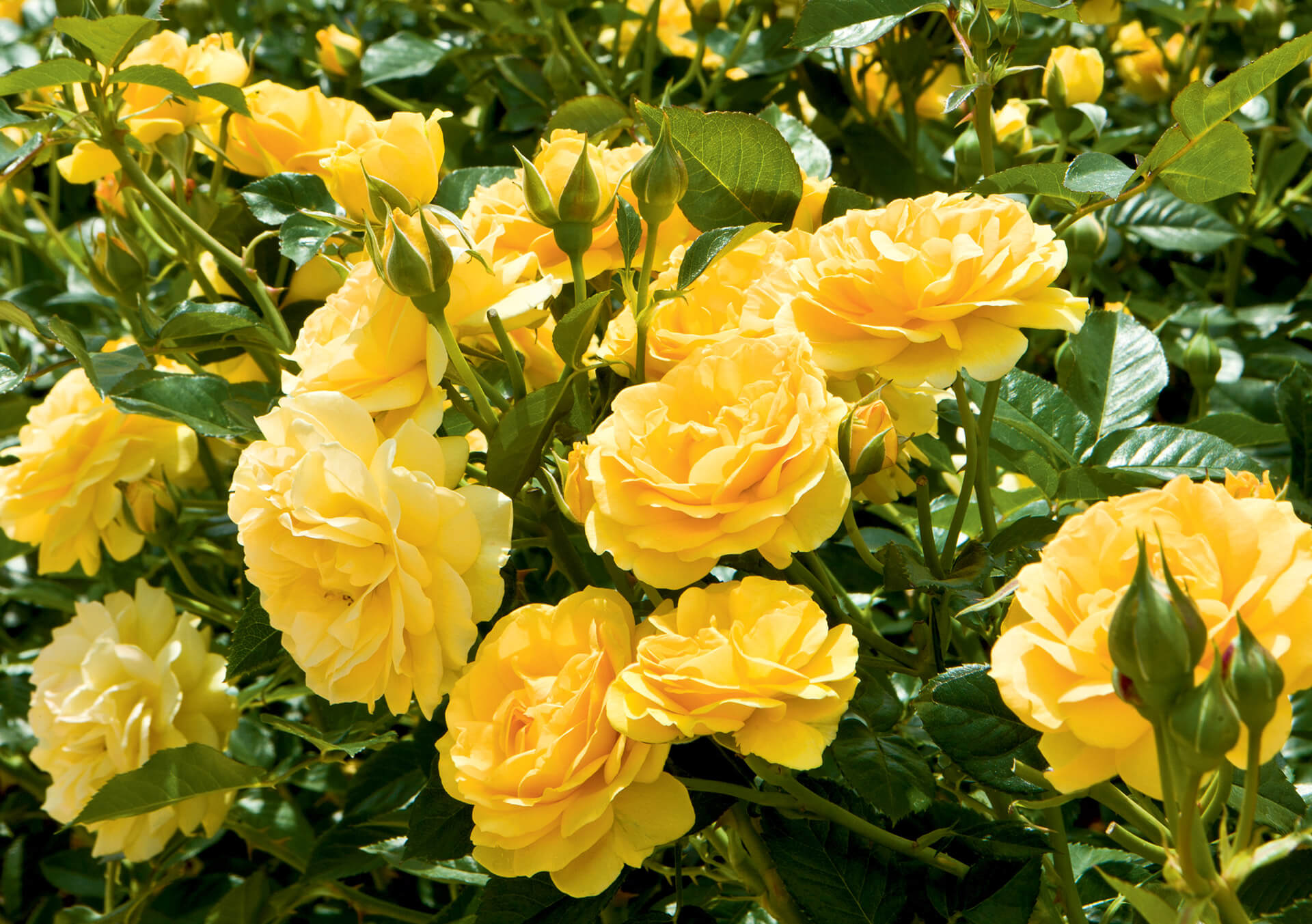 Garden Roses for Sale and Delivery in Minnesota from Bachman's
