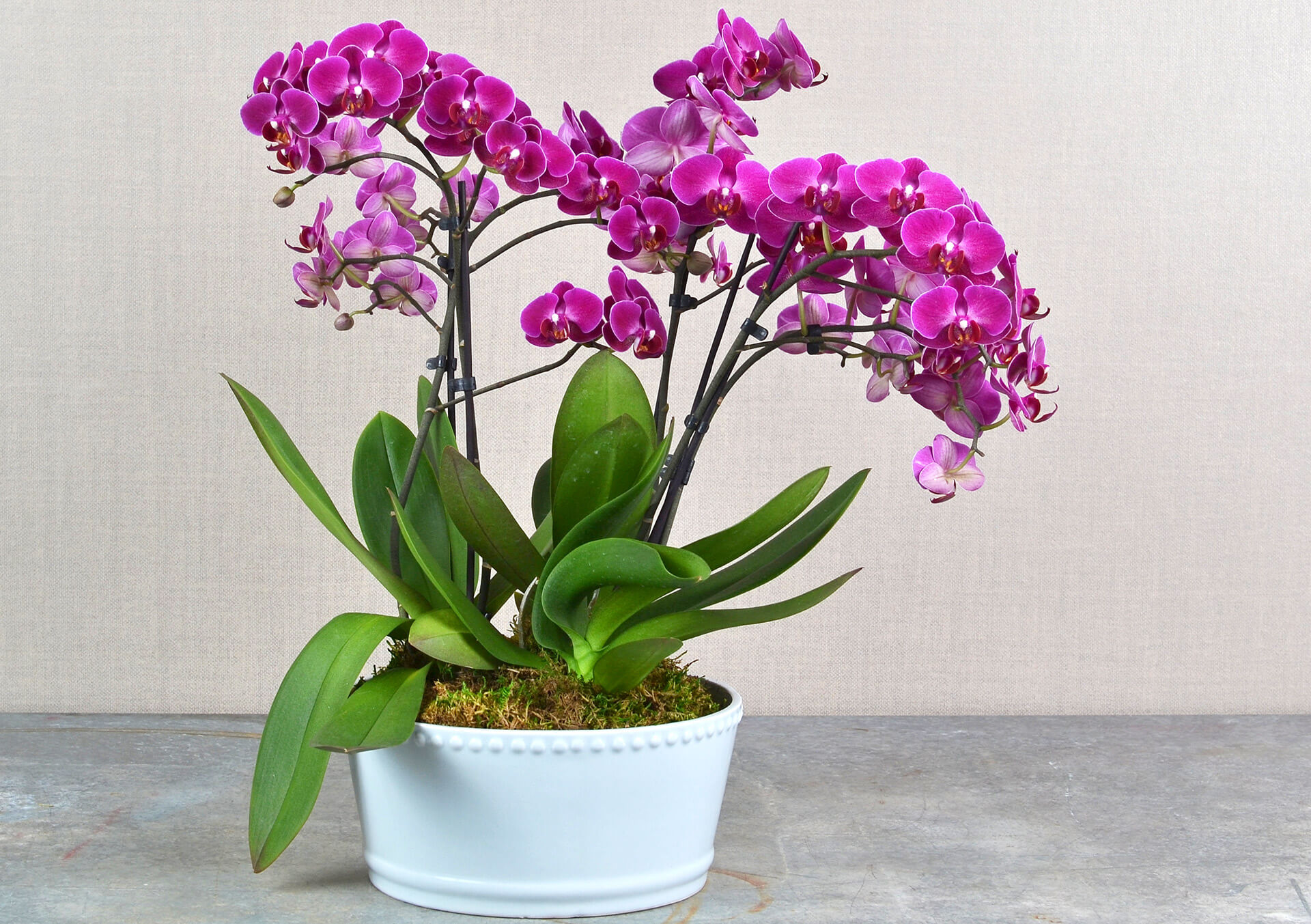 Orchid Plants for Delivery | Minneapolis, Minnesota