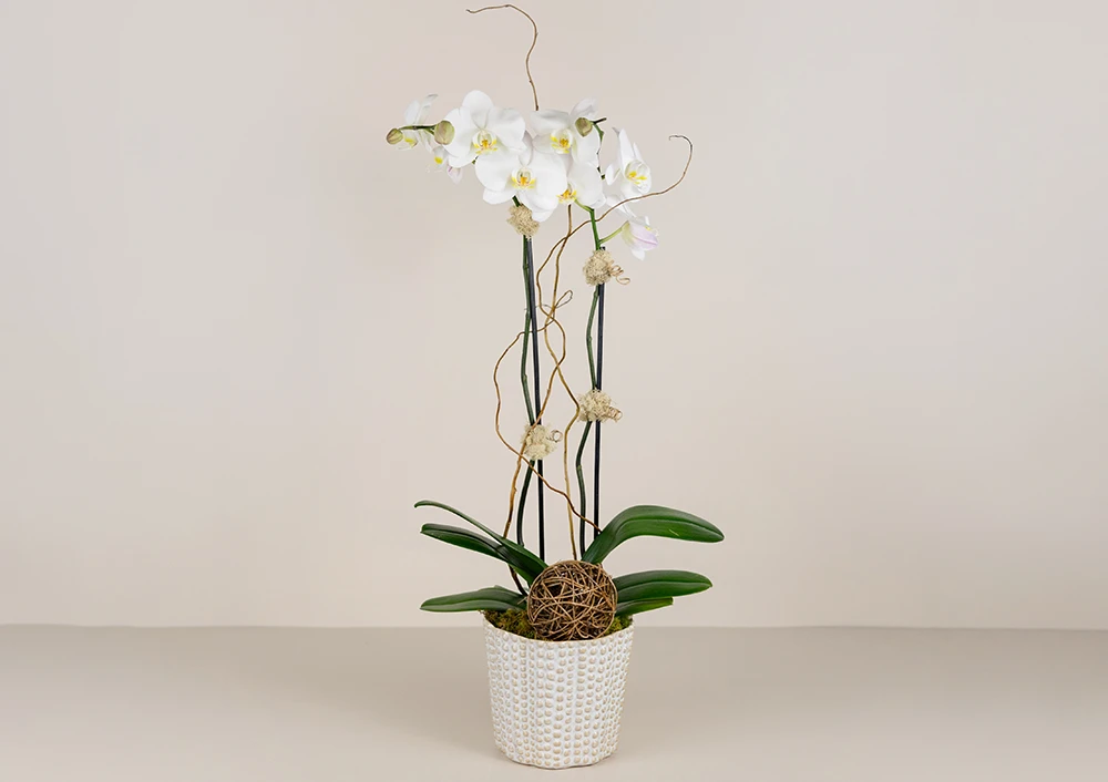 Orchid Plants for Delivery | Minneapolis, Minnesota
