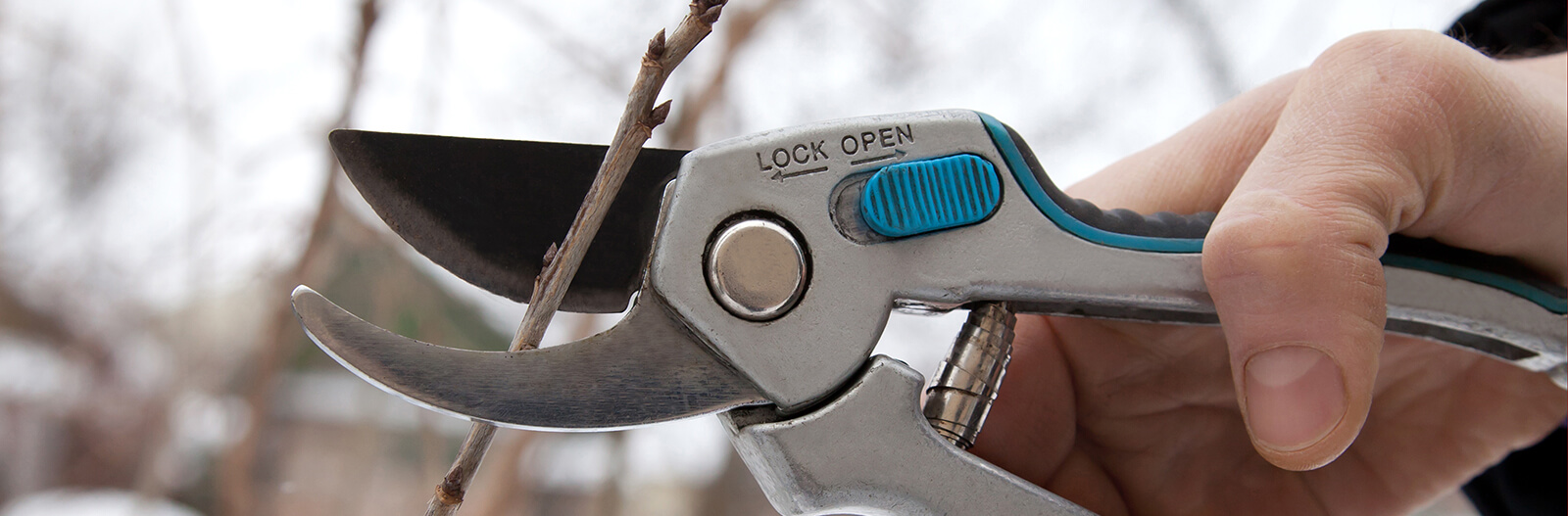 Pruning Guide for Yard and Garden Plants | Bachman’s Minnesota