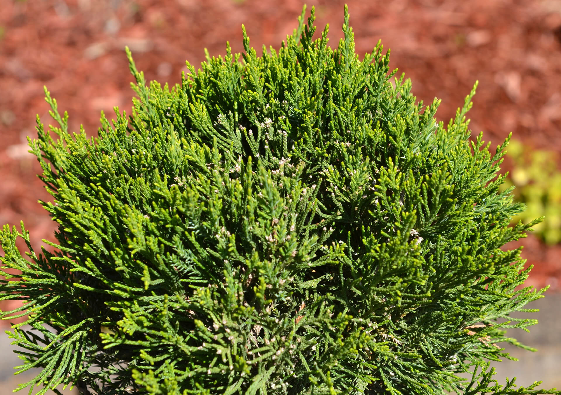 Evergreen Trees for Sale in Minnesota at Bachman's