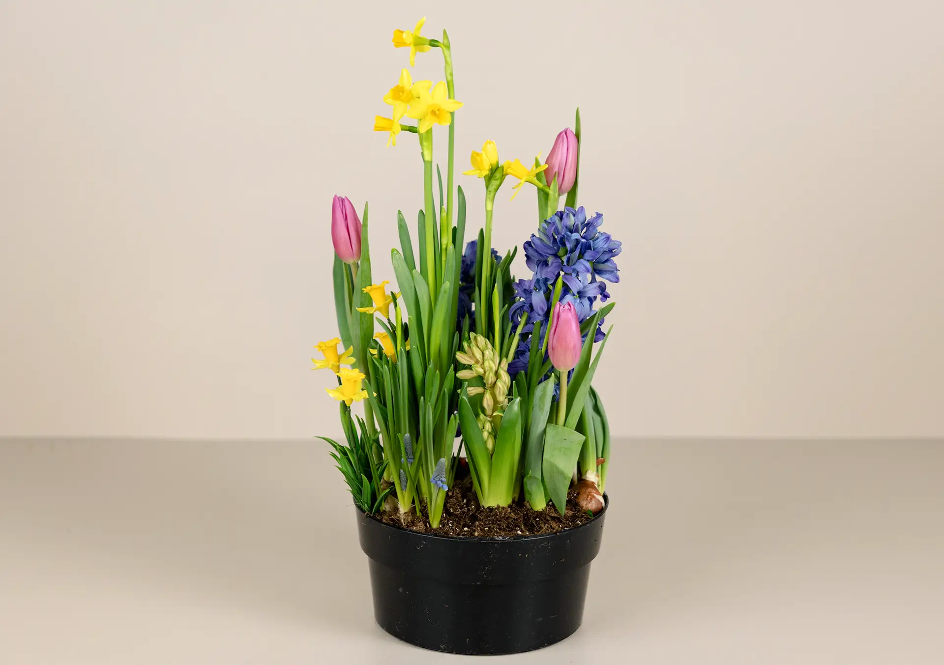 Bachman's Garden Center & Flower Delivery in Minneapolis | Local MN ...
