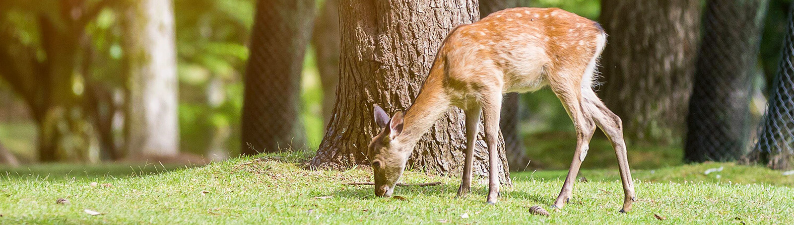 Bachman's Garden & Plant Care Information | Garden Experts