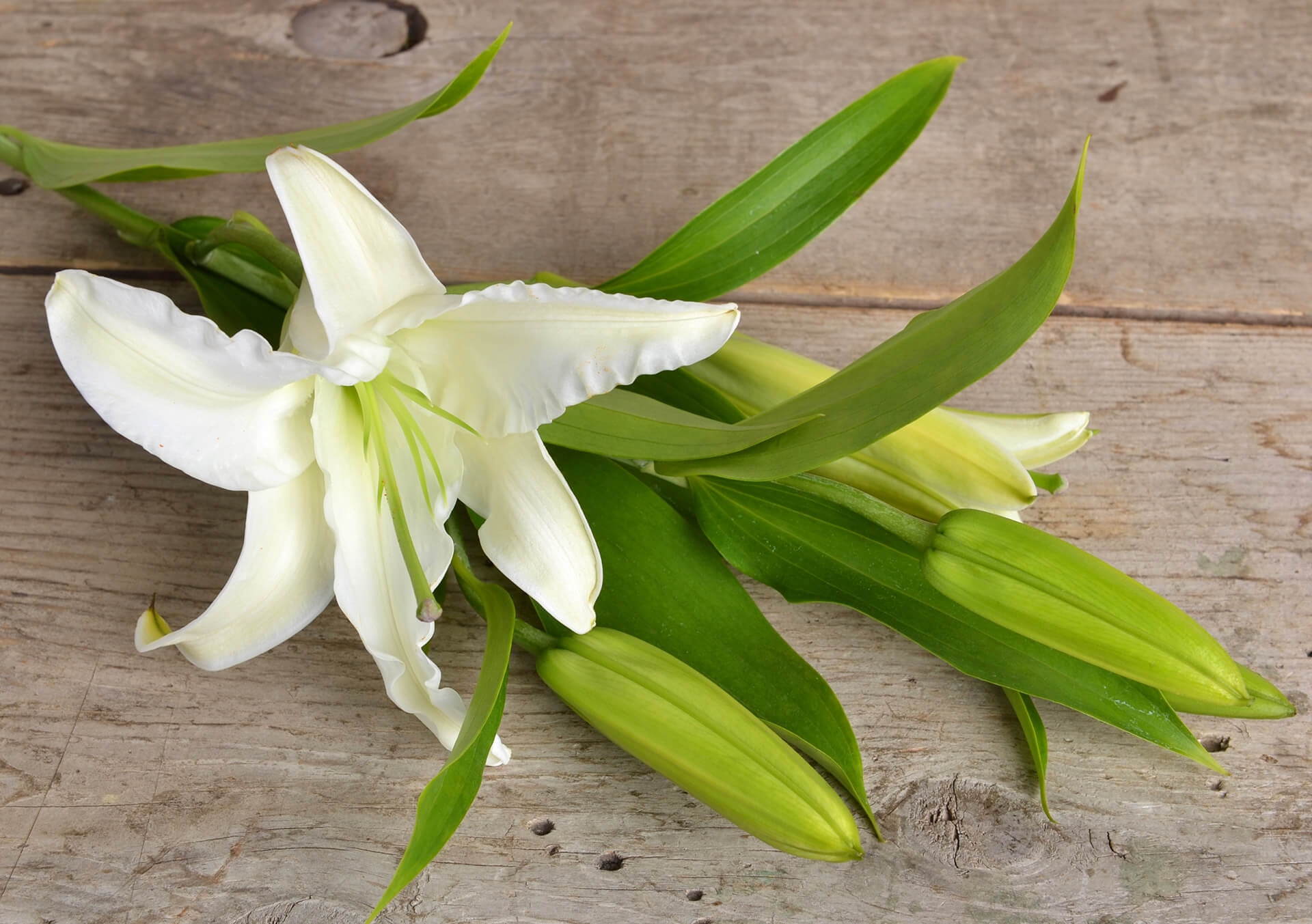 Send Bunches, Bouquets, and Flower and Plant Stems + Minneapolis ...