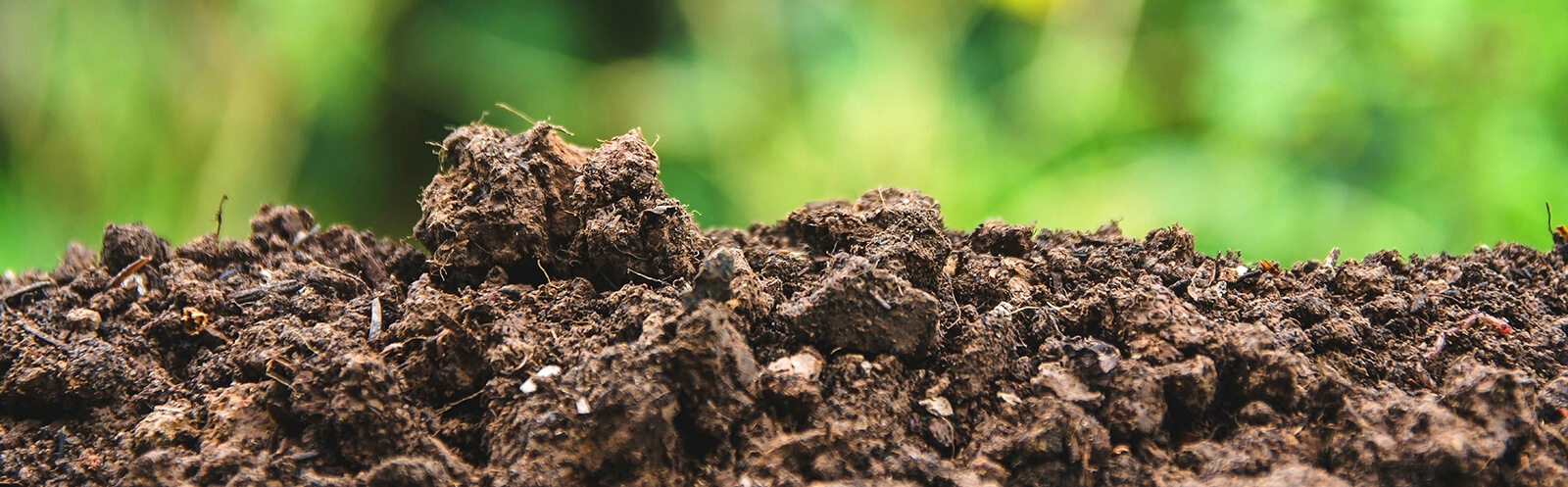 Bachman's Garden & Plant Care Information | Garden Experts