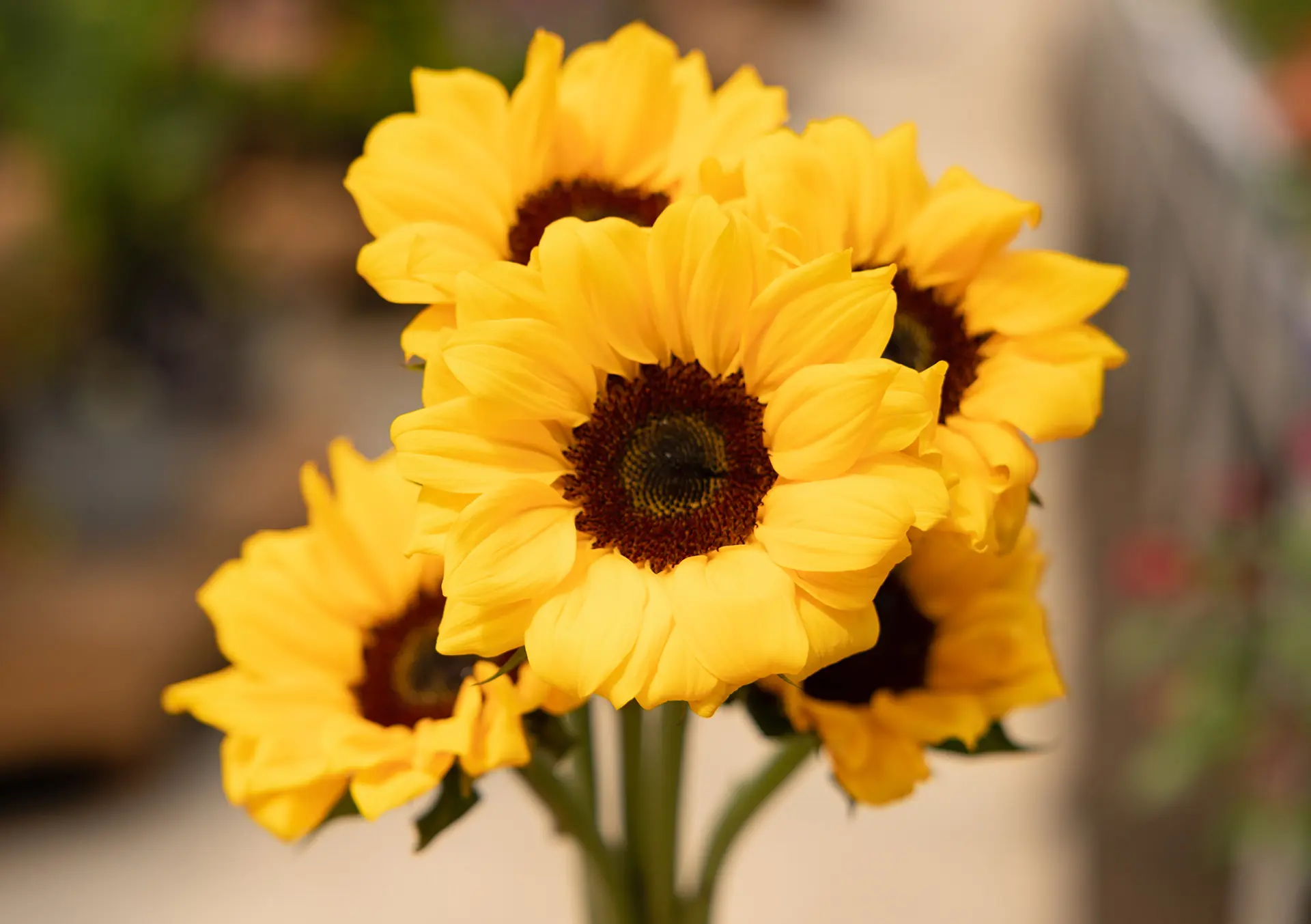 Send Bunches, Bouquets, and Flower and Plant Stems + Minneapolis ...