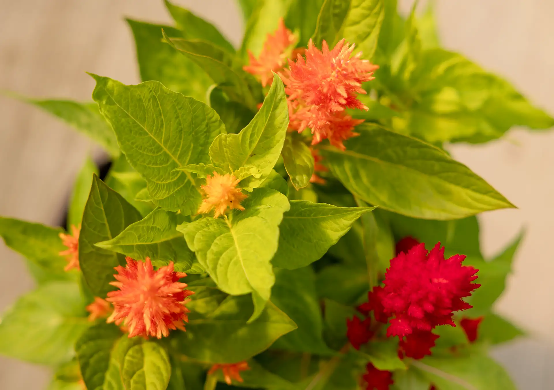 Patio Planters | Bachman's