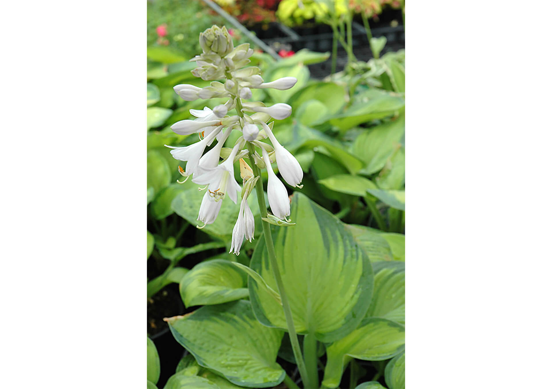Our Favorite Perennials | Bachman’s
