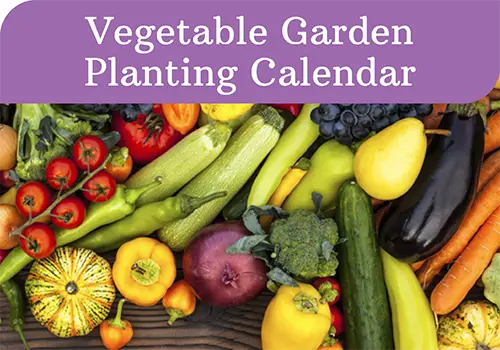 Bachman's Garden & Plant Care Information | Garden Experts