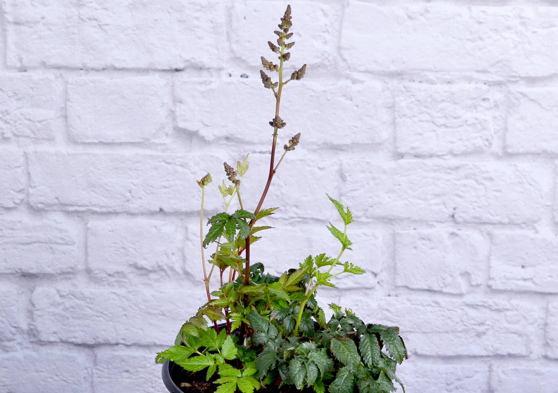 Specialty Perennial Gardens | Bachman's