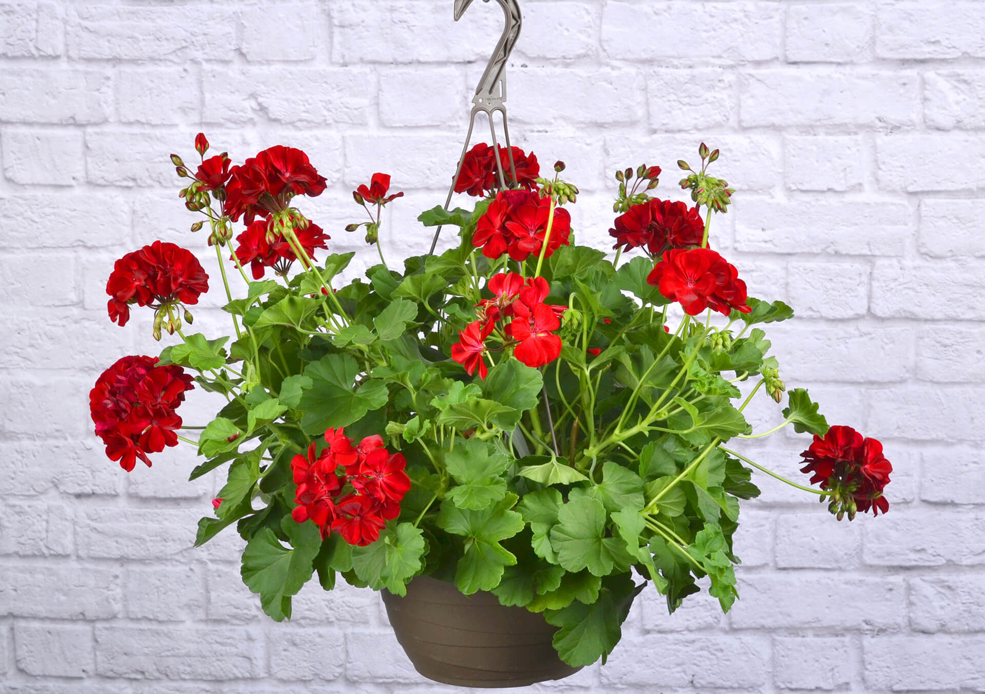 Annual Garden Flowers for Sale | Buy Online or In-store | Bachman's MN
