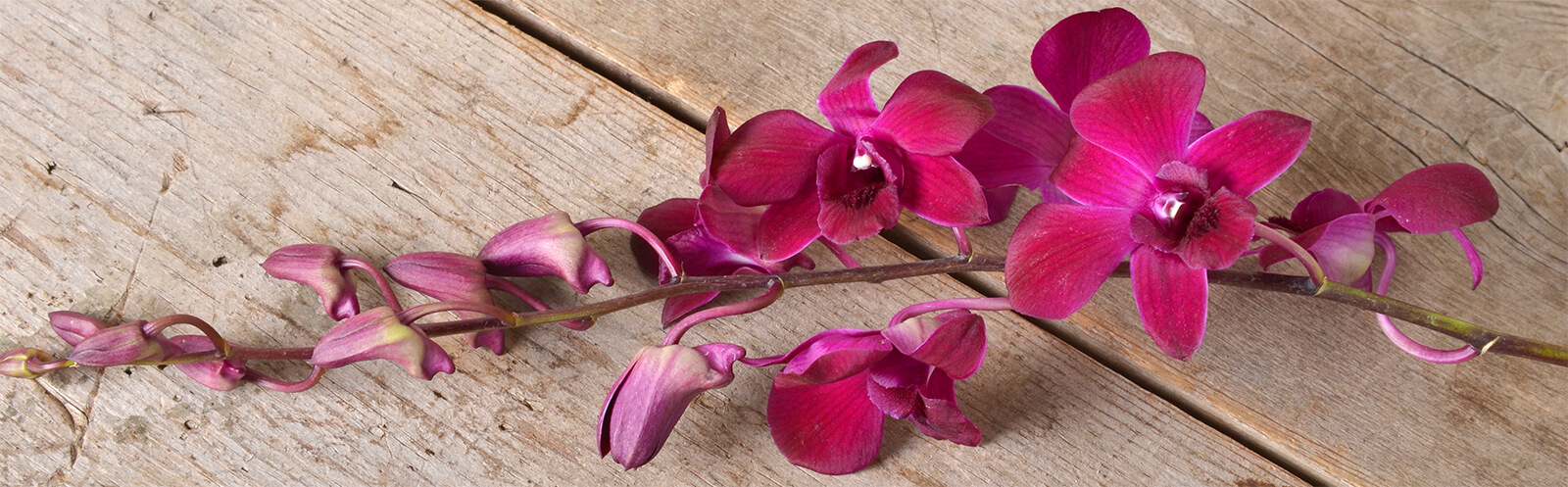 Bachman's Garden & Plant Care Information | Garden Experts