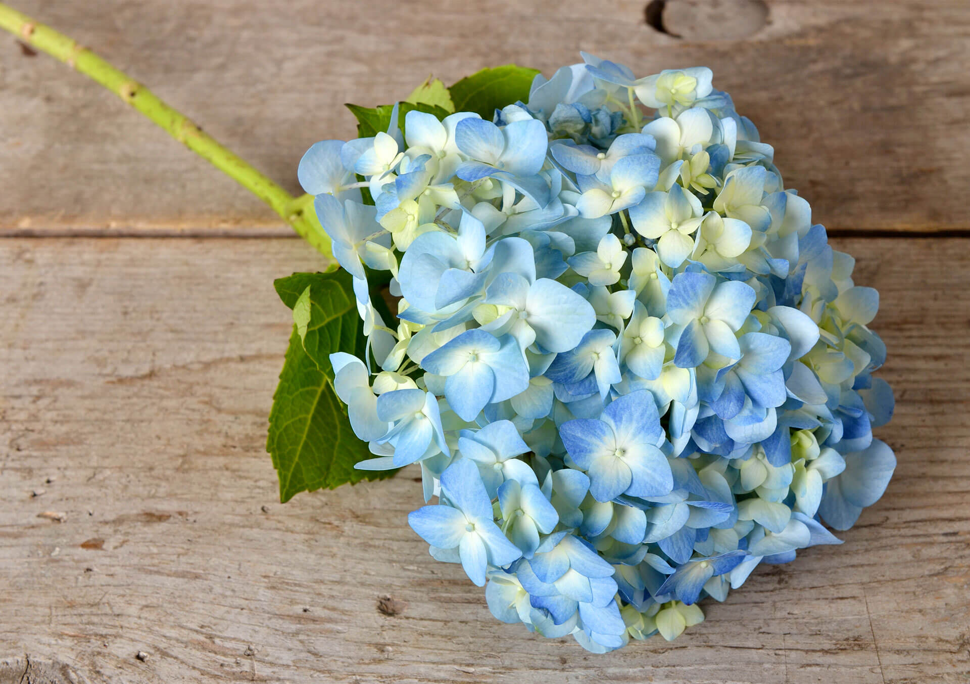 Send Bunches, Bouquets, and Flower and Plant Stems + Minneapolis ...