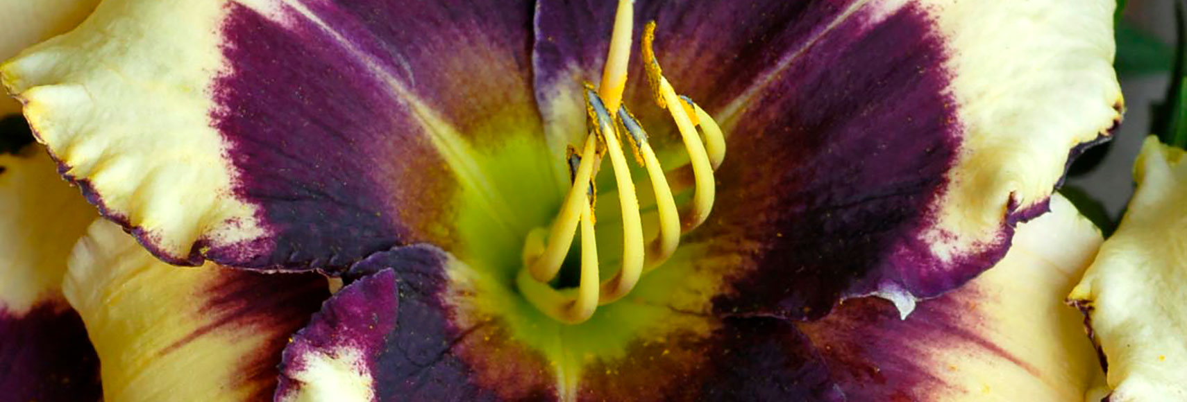 Bachman's Garden & Plant Care Information | Garden Experts