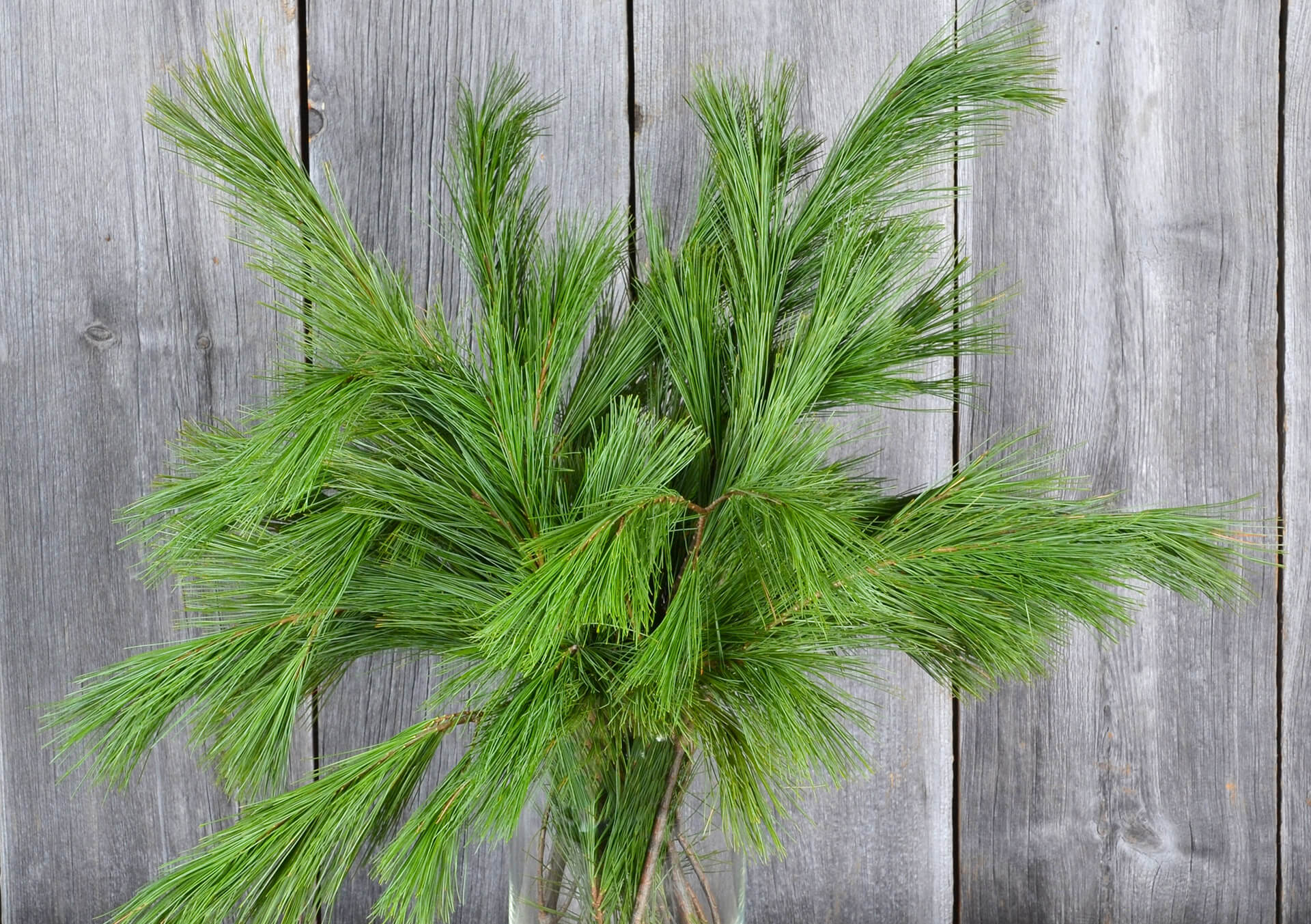 Send Bunches, Bouquets, and Flower and Plant Stems + Minneapolis ...