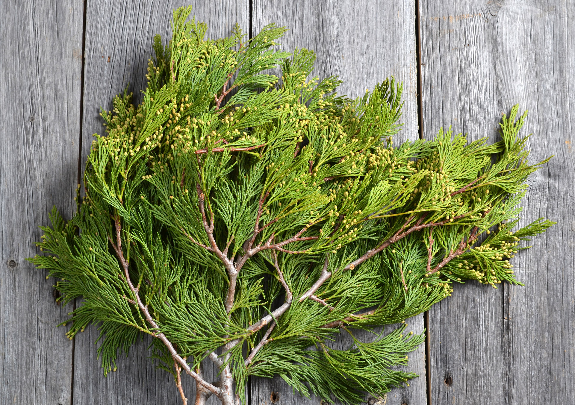 Build Your Own Spruce Top Planter | Bachman's