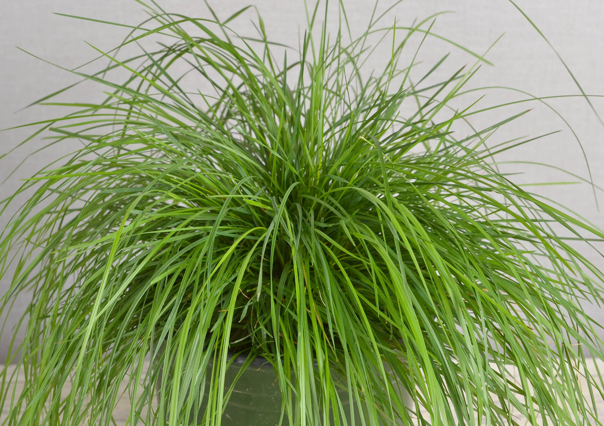 Specialty Perennial Gardens | Bachman's