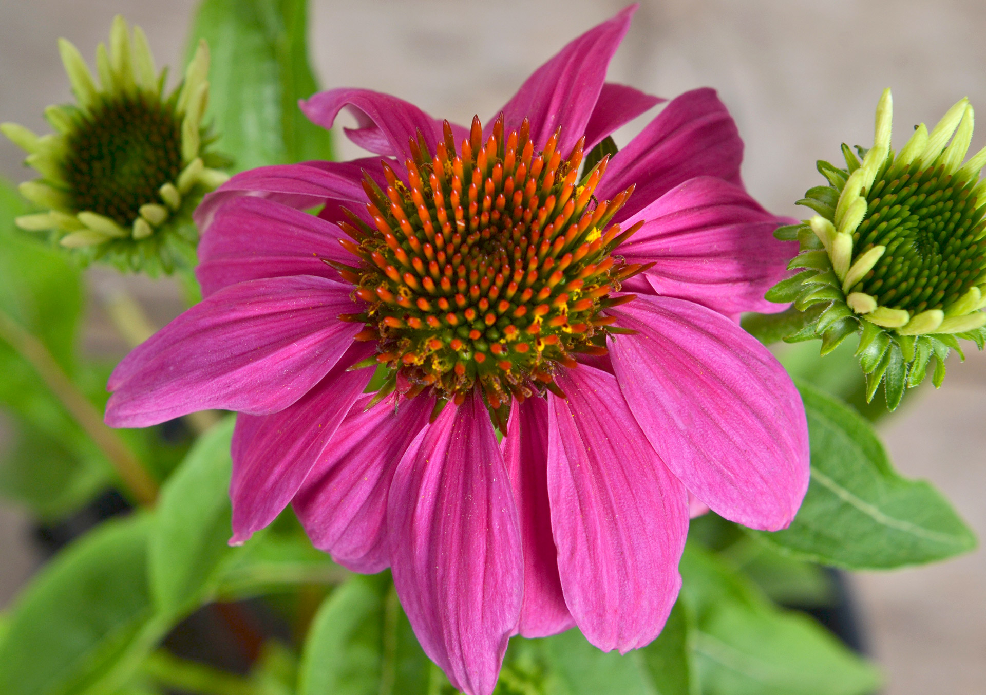 Perennials With Colorful Blooms All Summer