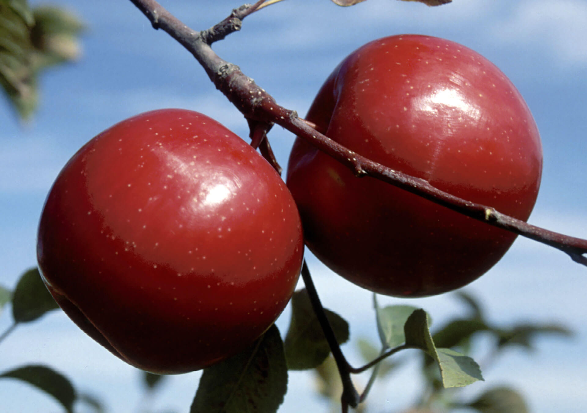 Yard Trees for Sale in Minnesota at Bachman's