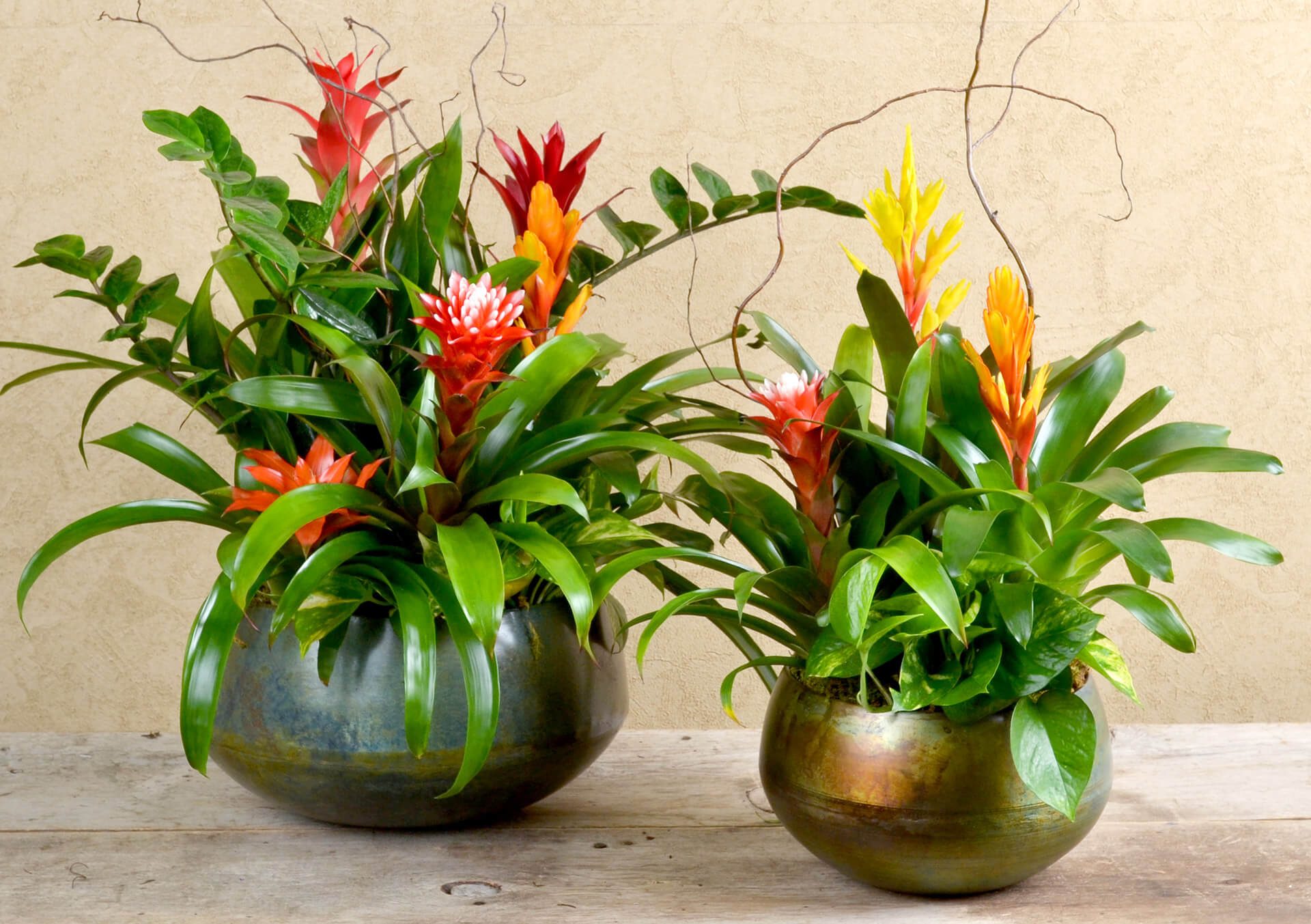 Flowers for Special Occasions + Holidays for Sale in Minnesota