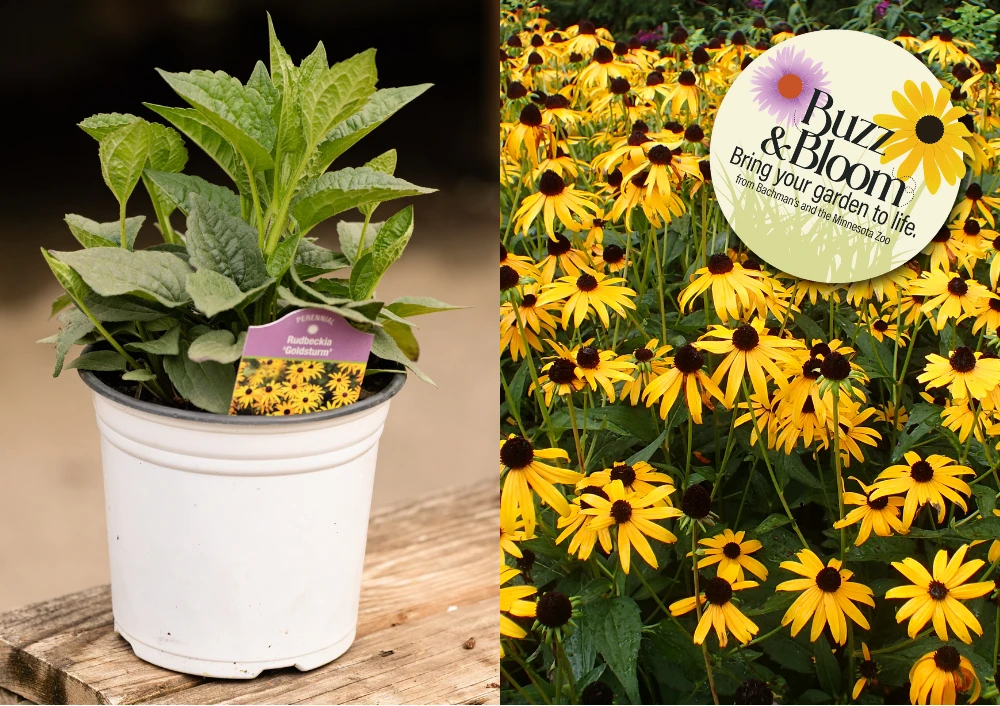 Minnesota Hardy Perennials