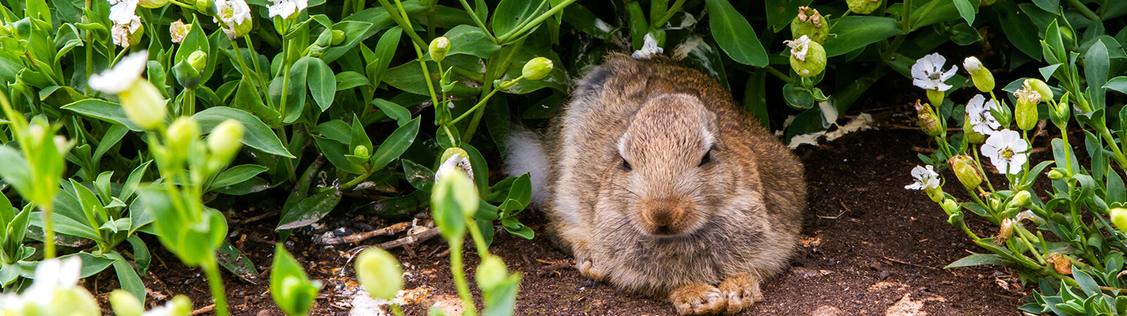 Rabbit Control In Your Lawn and Garden, Bachman's Minnesota