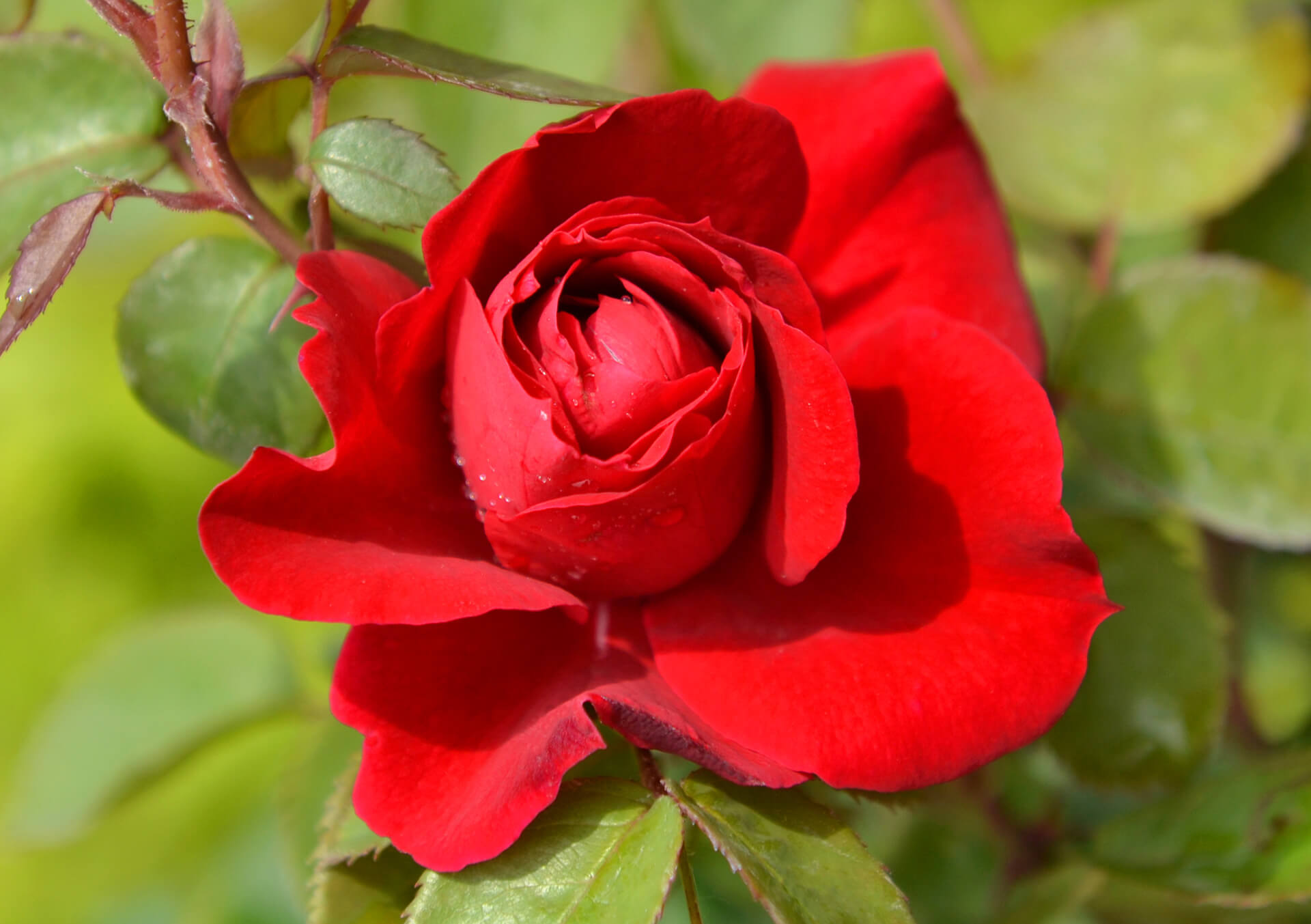 Garden Roses for Sale and Delivery in Minnesota from Bachman's