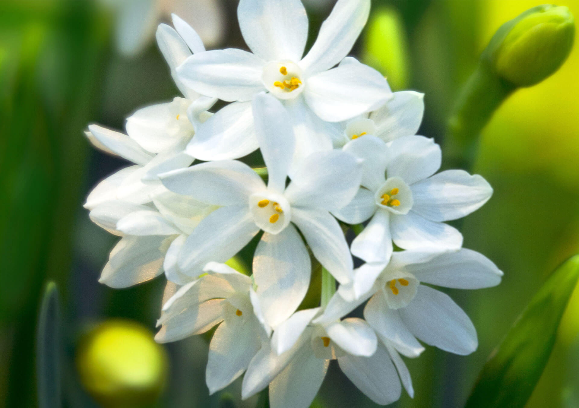 Shop Amaryllis & Paperwhites at Bachman's in Minnesota