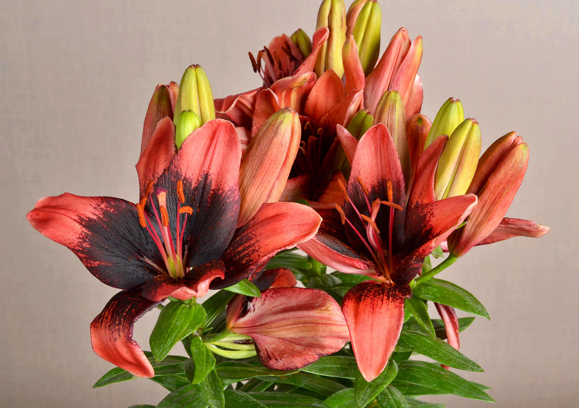 Perennials by Bloom Season | Bachman's