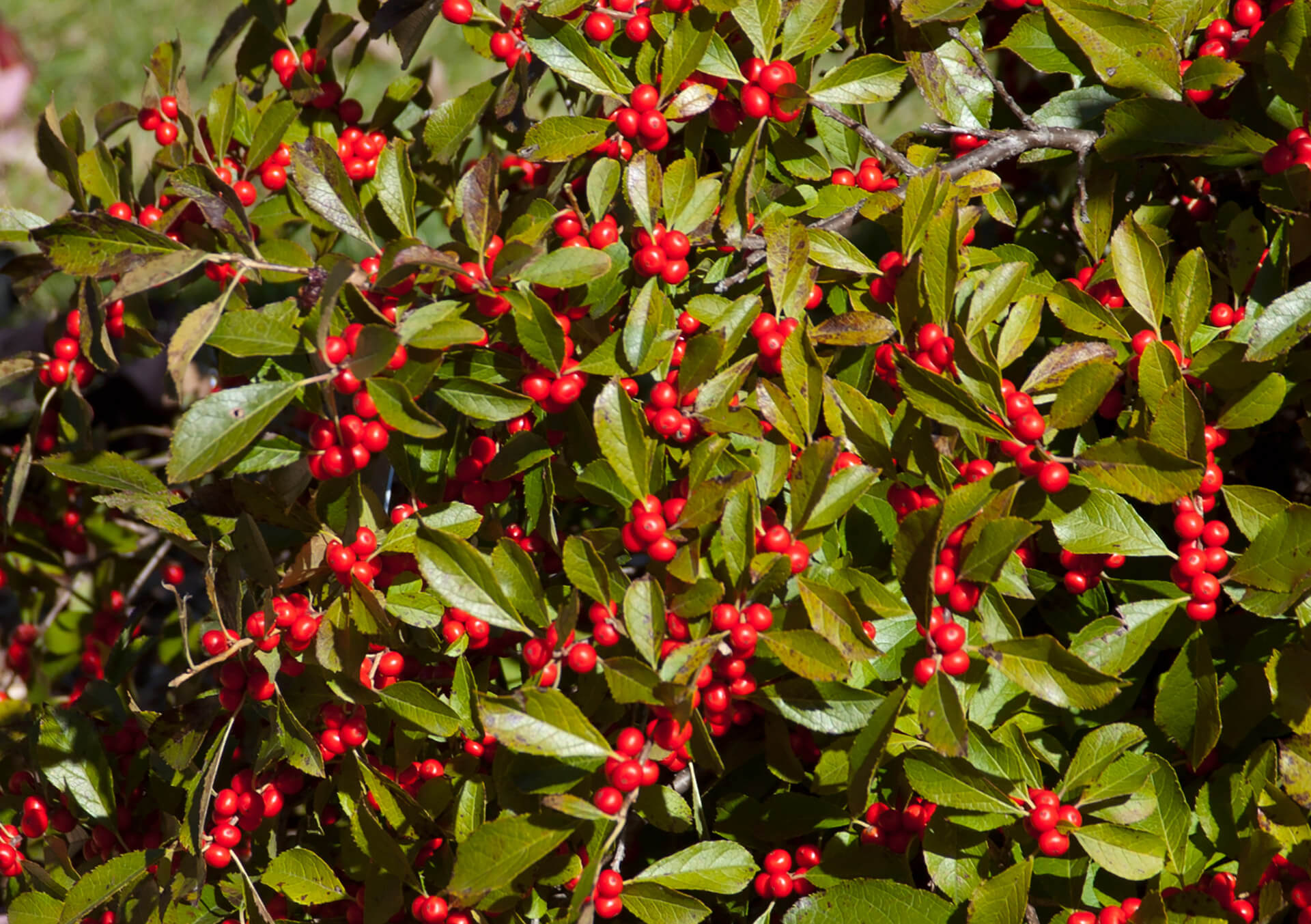 Shop Shrubs For Your Landscape | Bachman's Minneapolis