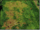 Common Lawn Problems, Bachman's Minnesota