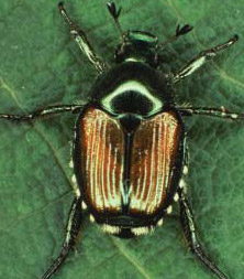 Japanese Beetle Identification and Control in Minnesota