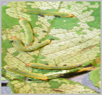 Common Problems for Garden Roses, Bachman's Minnesota