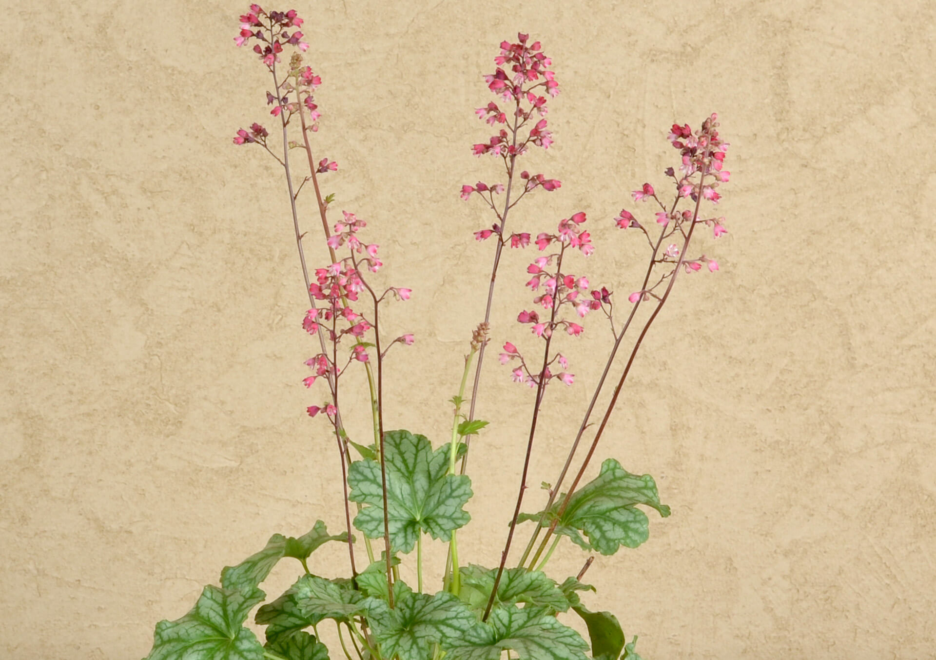 Specialty Perennial Gardens | Bachman's