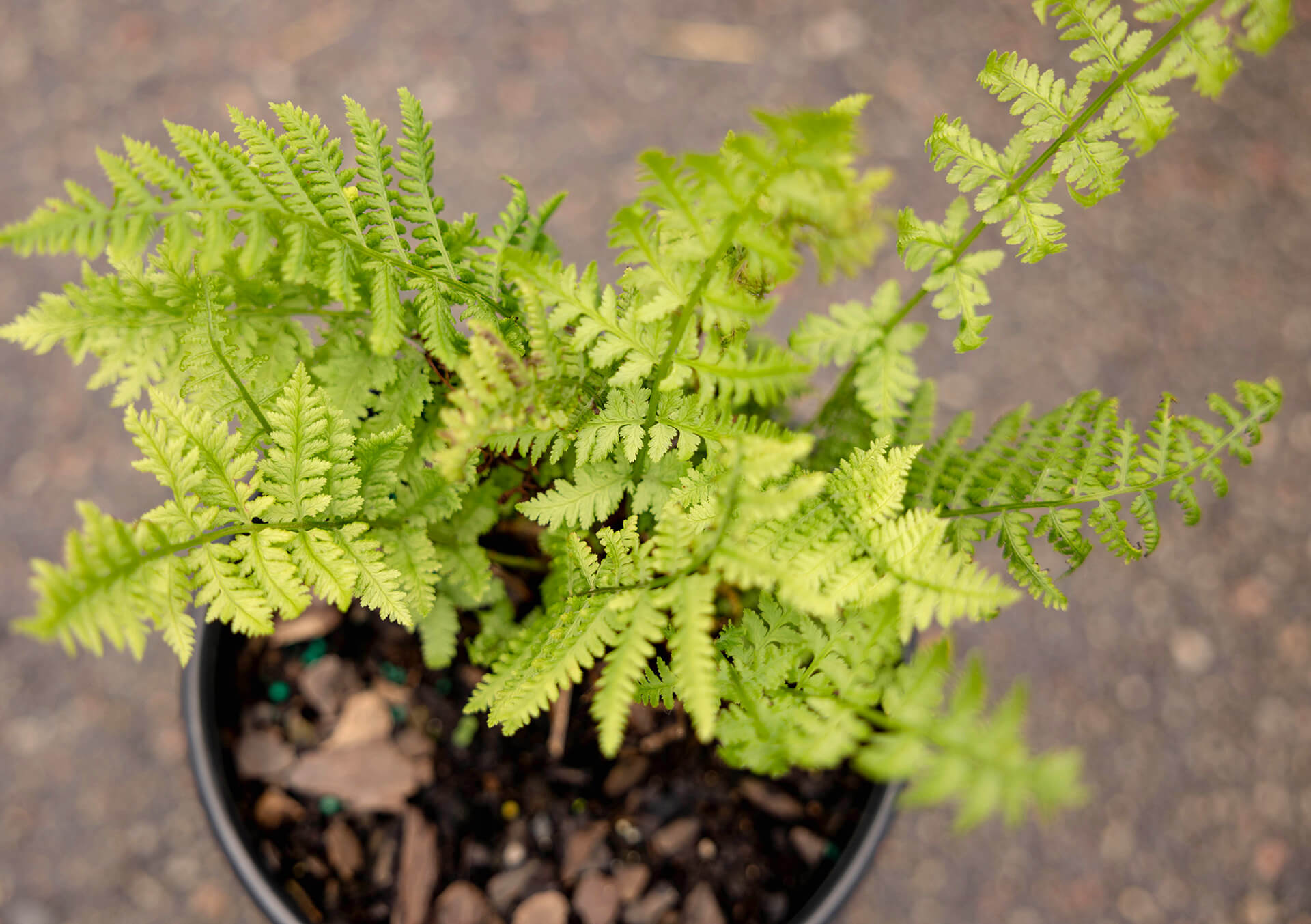 Specialty Perennial Gardens | Bachman's