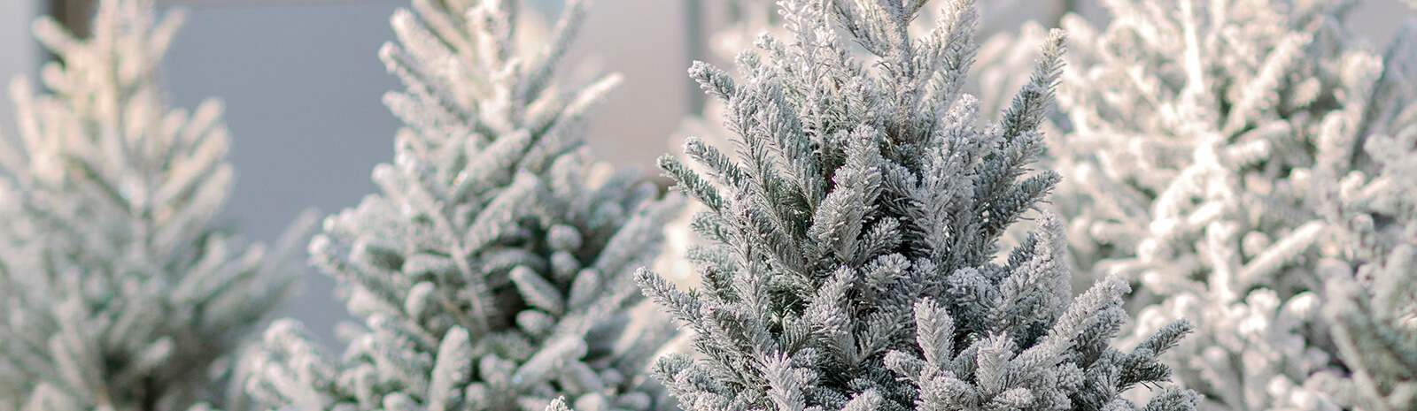 Bachman's Garden & Plant Care Information | Garden Experts