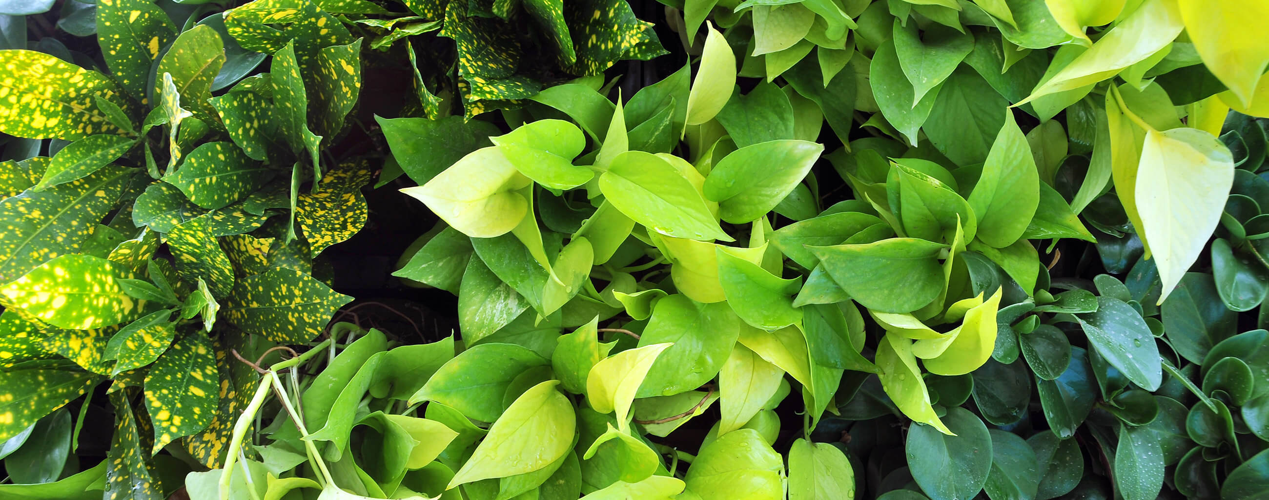 Beautiful Flower Delivery in Minneapolis | Bachman's Floral, Home and ...